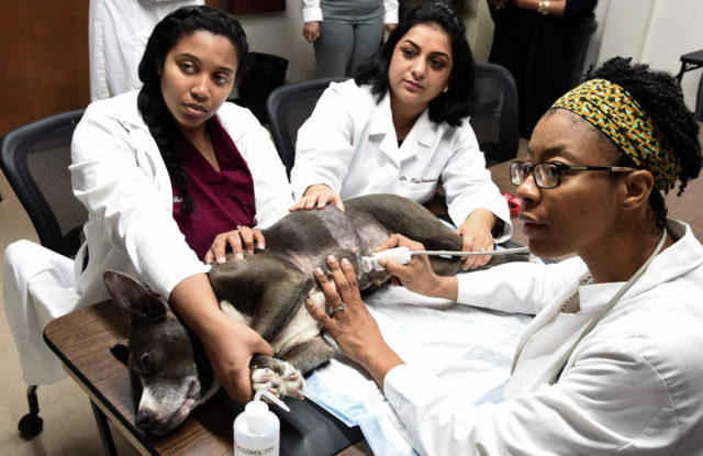 How Tuskegee U. educates 70% of African-American veterinarians in the U ...