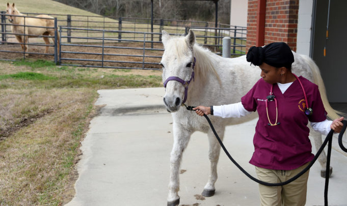 How Tuskegee U. educates 70% of African-American veterinarians in the U ...