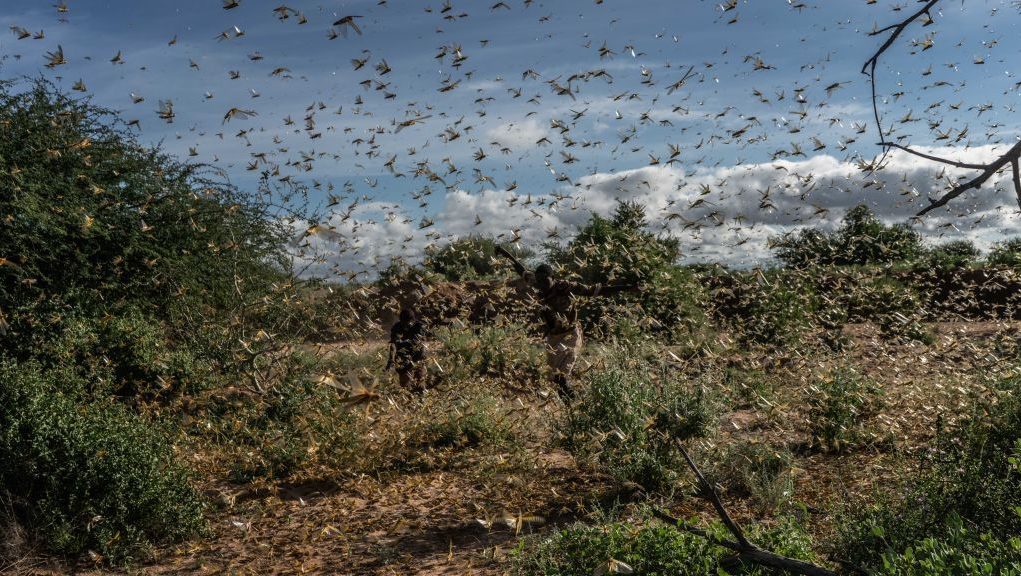 Why Locusts Form Destructive Swarms | The Birmingham Times